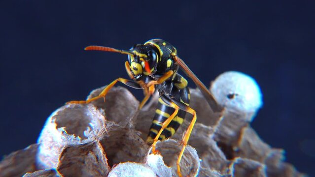 "European Paper Wasp" Bilder – Durchsuchen 1,246 Archivfotos ...
