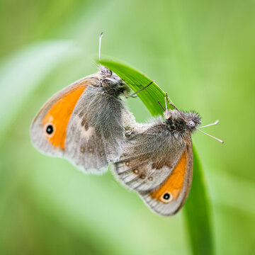 Pamphilus Images – Browse 959 Stock Photos, Vectors, and Video | Adobe ...