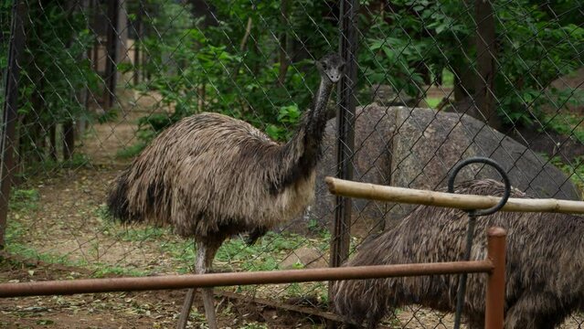 Emus Imagens – Procure 1,009 fotos, vetores e vídeos | Adobe Stock