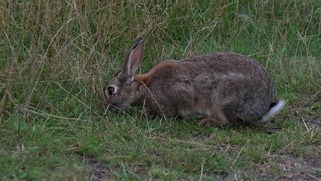 Rabiit Images – Browse 98 Stock Photos, Vectors, and Video | Adobe Stock