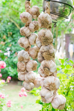 「Knoblauchknollen」の写真素材 | 652件の無料イラスト画像 | Adobe Stock