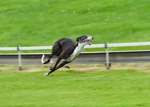 Saluki Running Speed