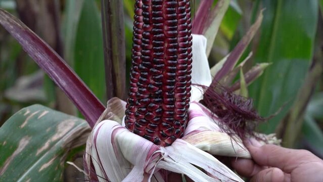 "Purple Corn Images – Browse 40,815 Stock Photos, Vectors, and Video ...