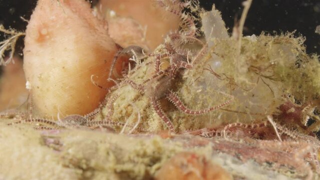 Phylum Echinodermata Ophiura