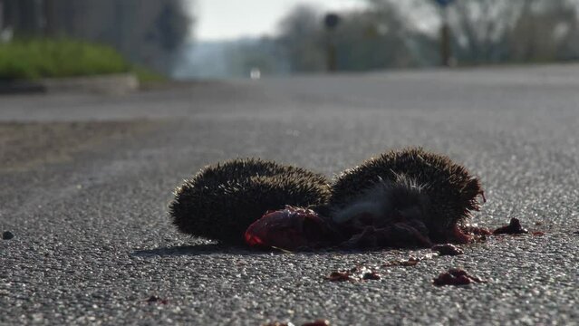 "Dead Animal" Bilder – Durchsuchen 6,915 Archivfotos, Vektorgrafiken ...