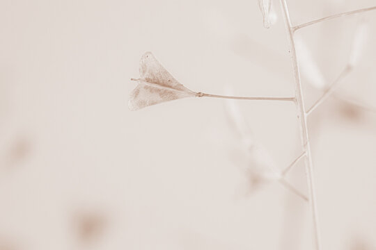 Tanaly photos, images, assets | Adobe Stock