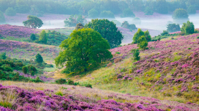 รูปภาพ"Heide – เลือกดูภาพถ่ายสต็อก เวกเตอร์ และวิดีโอ47,220 | Adobe Stock