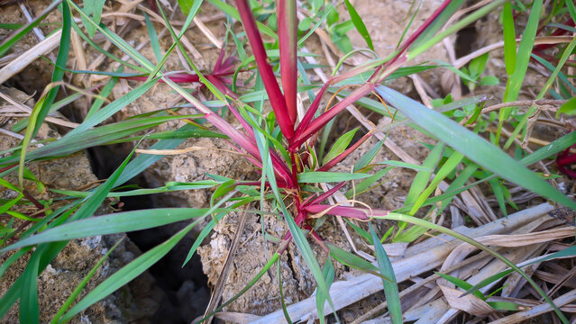 "Echinochloa Colona" Images – Browse 296 Stock Photos, Vectors, and ...