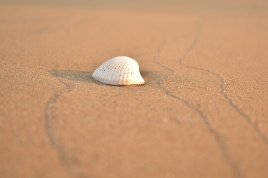 Chippi Images – Browse 5 Stock Photos, Vectors, and Video | Adobe Stock