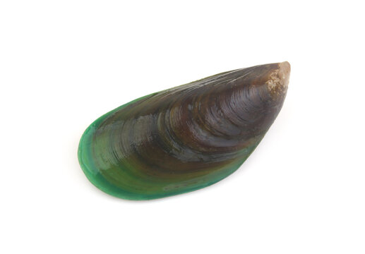 "Green Mussel" Images – Browse 1,747 Stock Photos, Vectors, and Video ...