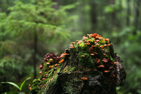 Decomposers Bilder – Durchsuchen 2,995 Archivfotos, Vektorgrafiken und ...