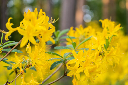 "Yellow Azalea" Images – Browse 607 Stock Photos, Vectors, and Video ...
