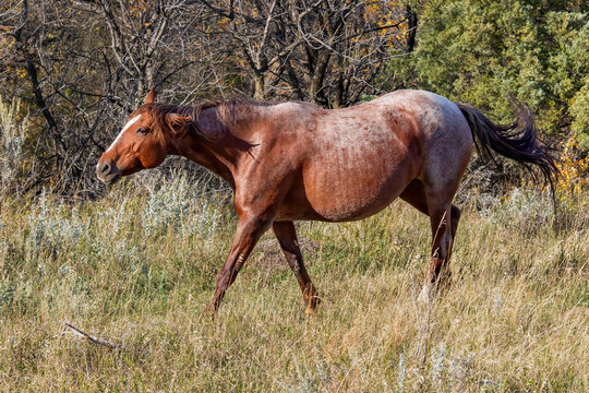 "Red Roan" Images – Browse 5,427 Stock Photos, Vectors, and Video ...