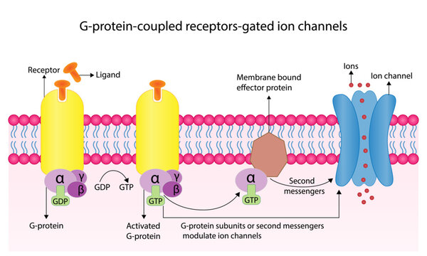 Simple G Protein Coupled Receptors