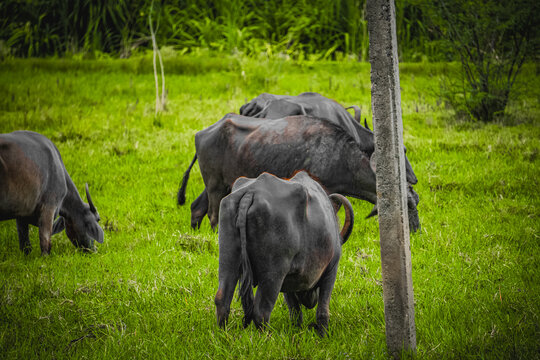 "Water Ox"-Bilder: Stock-Fotos & -Videos. | Adobe Stock