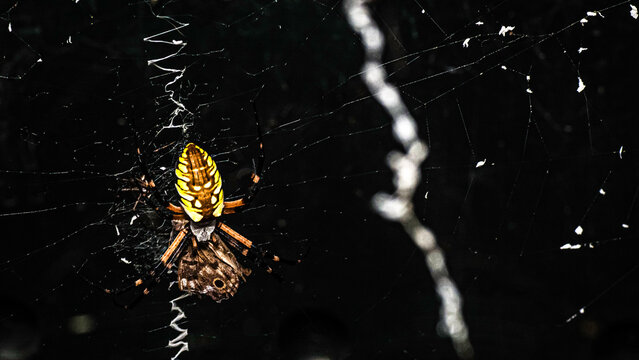 "Corn Spider" Bilder – Durchsuchen 833 Archivfotos, Vektorgrafiken und ...
