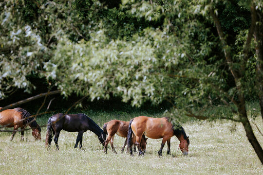 "Horses In Field" Images – Browse 101 Stock Photos, Vectors, and Video ...