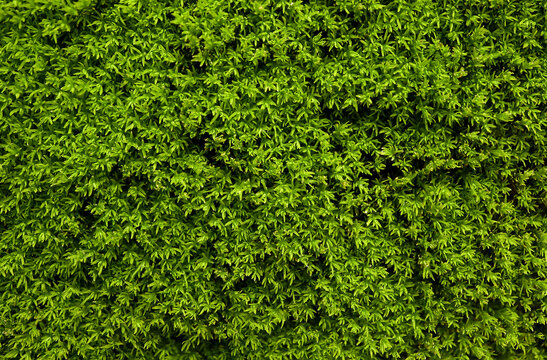 Moss Background Images – Browse 524,137 Stock Photos, Vectors, and ...