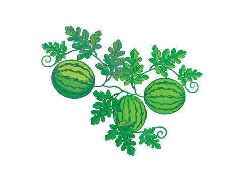 Watermelon Plant Clipart