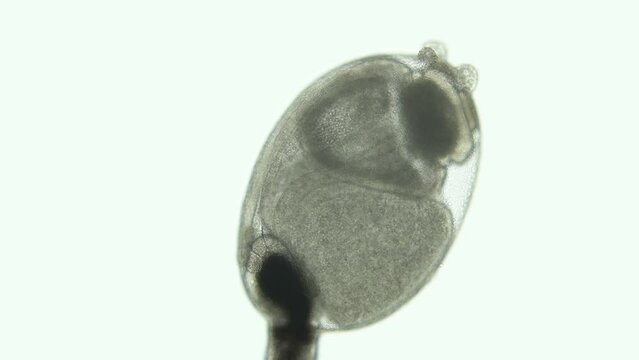 Tubularia Images – Browse 137 Stock Photos, Vectors, and Video | Adobe ...