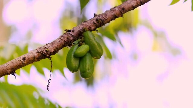 Bilin Images – Browse 268 Stock Photos, Vectors, and Video | Adobe Stock