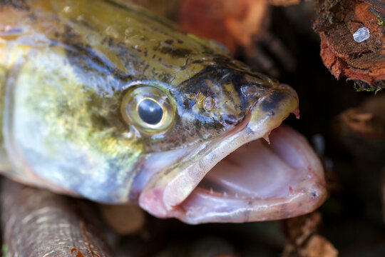 Zander Fish Teeth