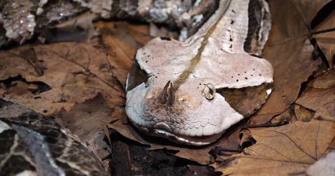 "Gaboon Viper" Bilder – Durchsuchen 557 Archivfotos, Vektorgrafiken und ...