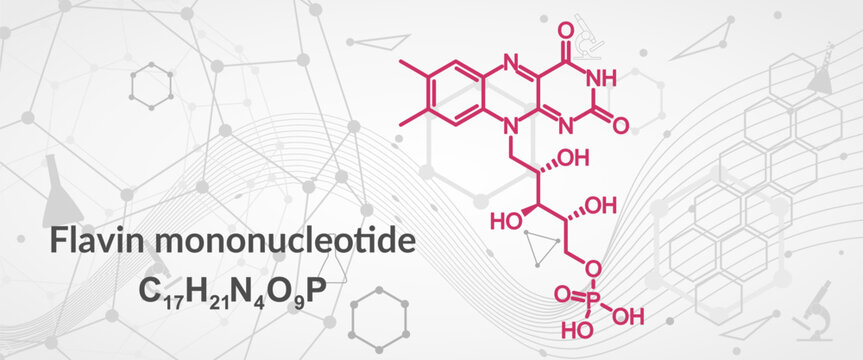 Flavin Mononucleotide