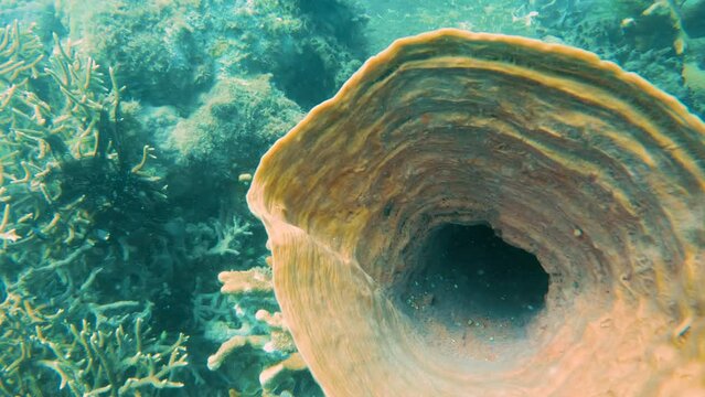 "Funnel Shape" Bilder – Durchsuchen 709 Archivfotos, Vektorgrafiken und ...