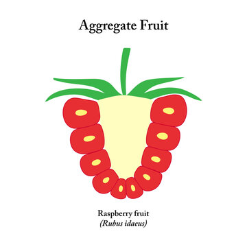 Aggregate Fruit