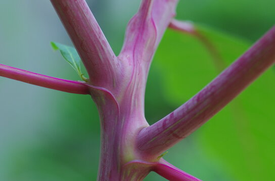 Scoke Bilder – Durchsuchen 2,872 Archivfotos, Vektorgrafiken und Videos ...