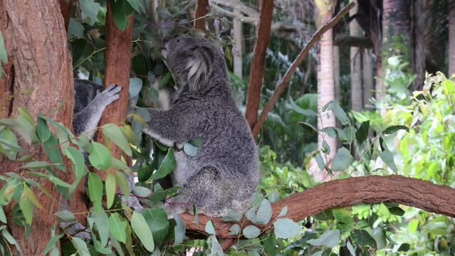 Megaladapidae Bilder – Durchsuchen 21 Archivfotos, Vektorgrafiken und ...