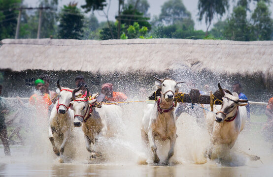 Kambala Images – Browse 69 Stock Photos, Vectors, and Video | Adobe Stock