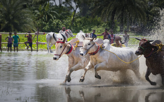 Kambala Images – Browse 57 Stock Photos, Vectors, and Video | Adobe Stock