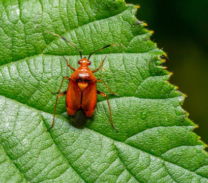 "Plant Bug" Images – Browse 1,525 Stock Photos, Vectors, and Video ...