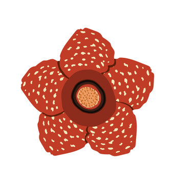 Rafflesia Flower Cartoon