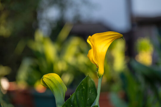 "Yellow Calla Lily" Images – Browse 914 Stock Photos, Vectors, and ...