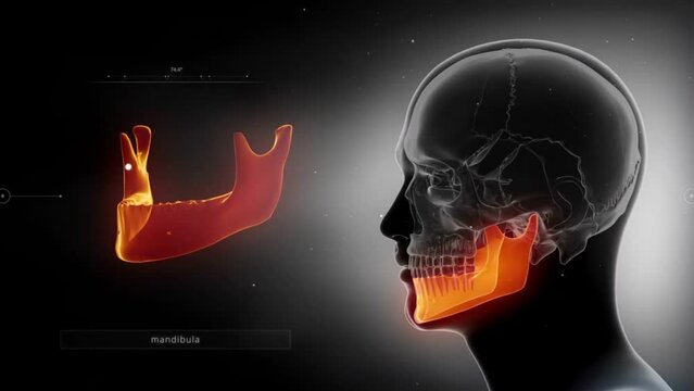 รูปภาพMandible – เลือกดูภาพถ่ายสต็อก เวกเตอร์ และวิดีโอ61,199 | Adobe Stock
