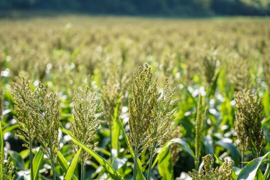 "Sorghum Field" Images – Browse 633 Stock Photos, Vectors, and Video ...