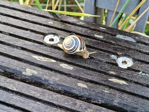 "Snail Mail Images – Parcourir 6,275 le catalogue de photos, vecteurs ...