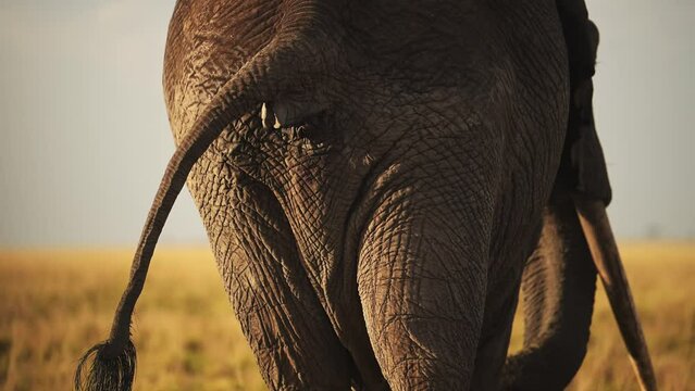 Elephant Bottom Images – Browse 862 Stock Photos, Vectors, and Video ...