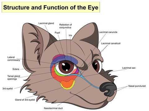 Lacrimal Caruncle