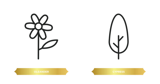 Cypress Flower Drawing