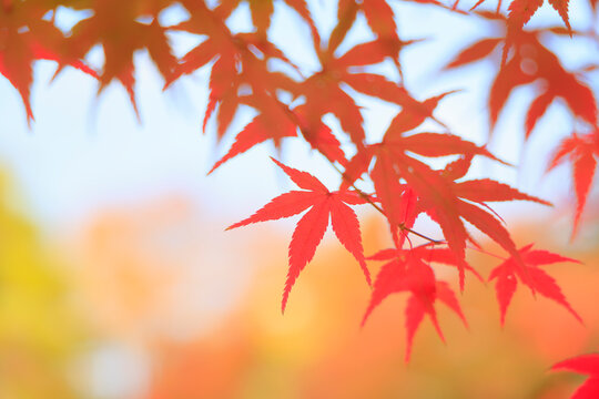 "Autumn Leaves" Images – Browse 1,933,768 Stock Photos, Vectors, and ...