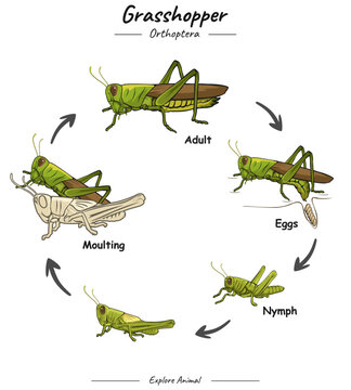 Grasshopper Life Cycle Worksheet