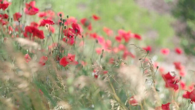"Red Poppies" Images – Browse 37,400 Stock Photos, Vectors, and Video ...