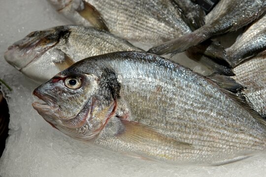 "Dorade Box"-Bilder: Stock-Fotos & -Videos. | Adobe Stock