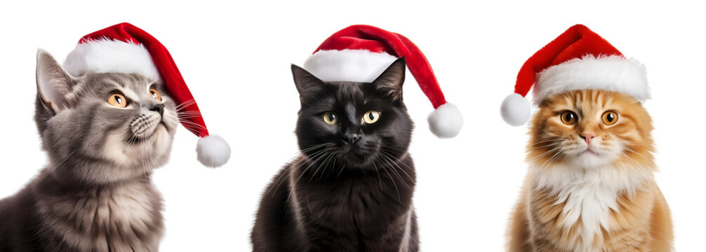 Christmas Cat Facebook Cover