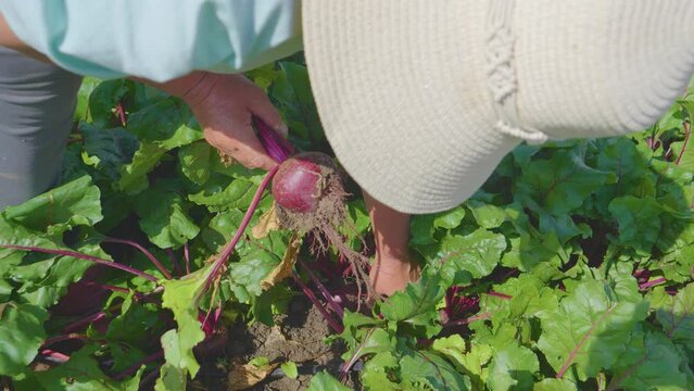 Red Beets Images – Browse 317,276 Stock Photos, Vectors, and Video ...