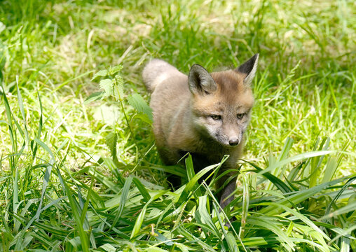 รูปภาพ"Fuchs – เลือกดูภาพถ่ายสต็อก เวกเตอร์ และวิดีโอ18,937 | Adobe Stock
